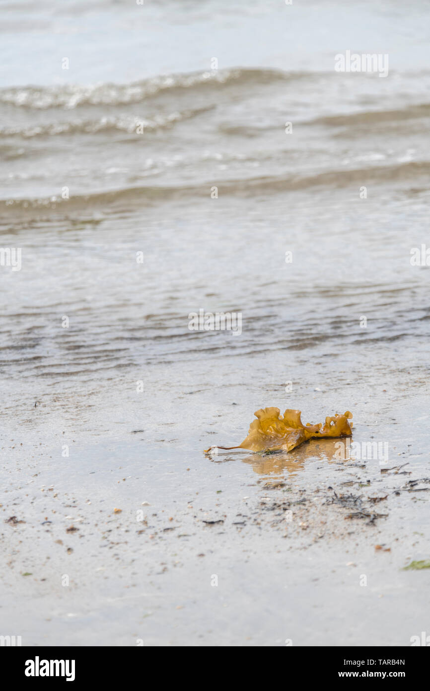 Sugar kelp saccharina latissima hi-res stock photography and images - Alamy