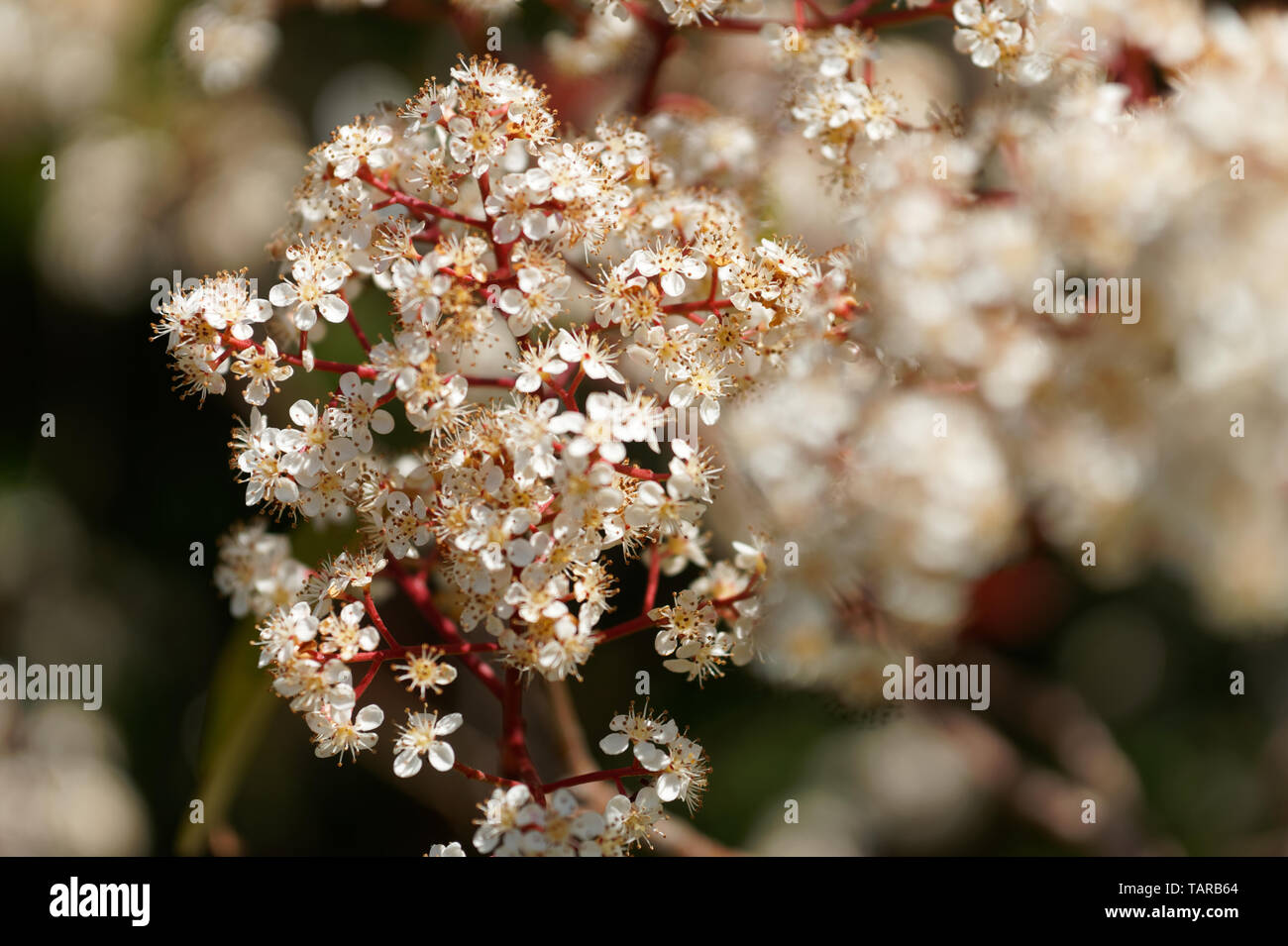 Close-up of Photinia, white flowers of an ornamental shrubs in spring ...