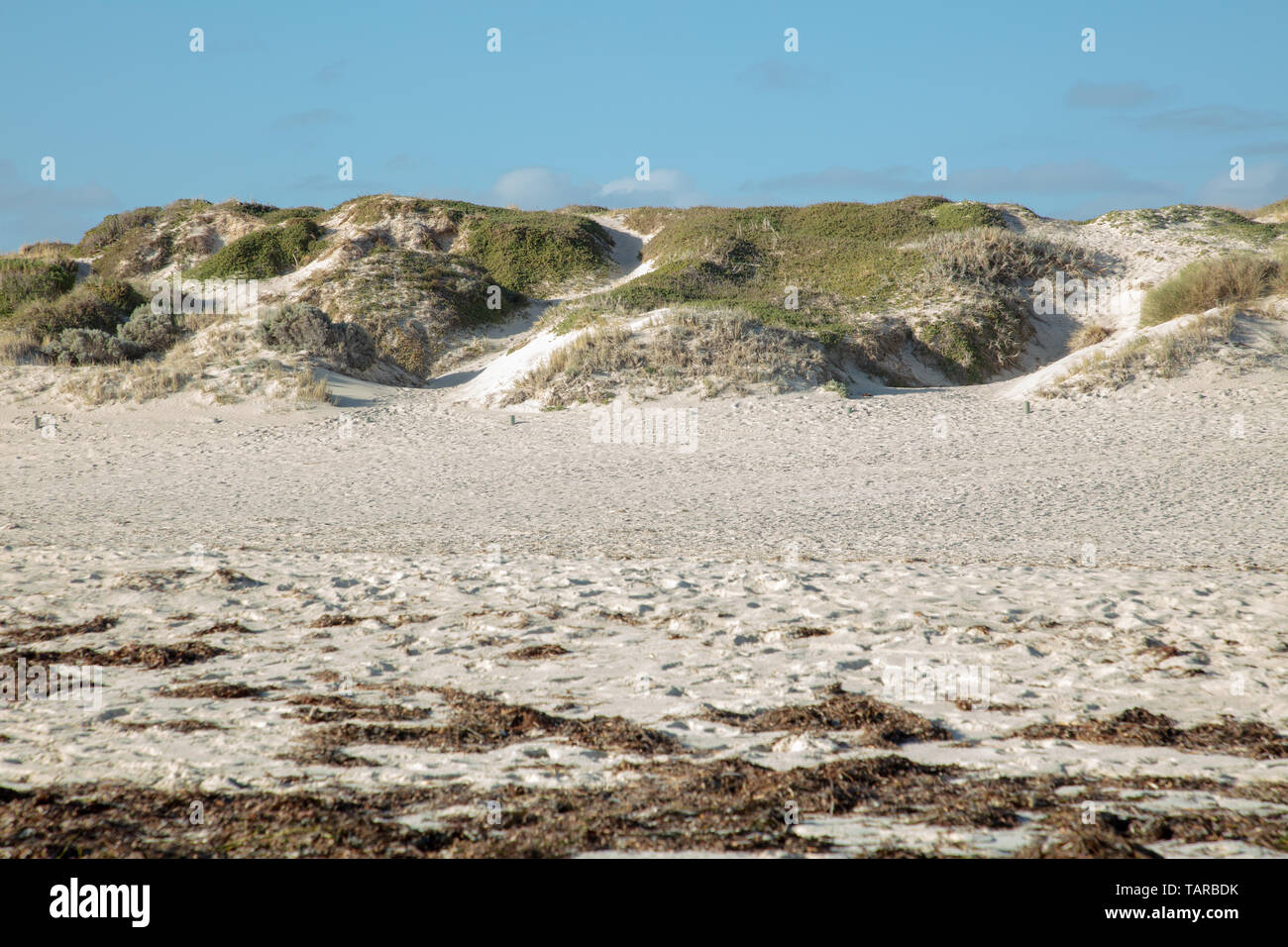 Beach and sand dunes with native plants against a blue sky on Mullaloo ...