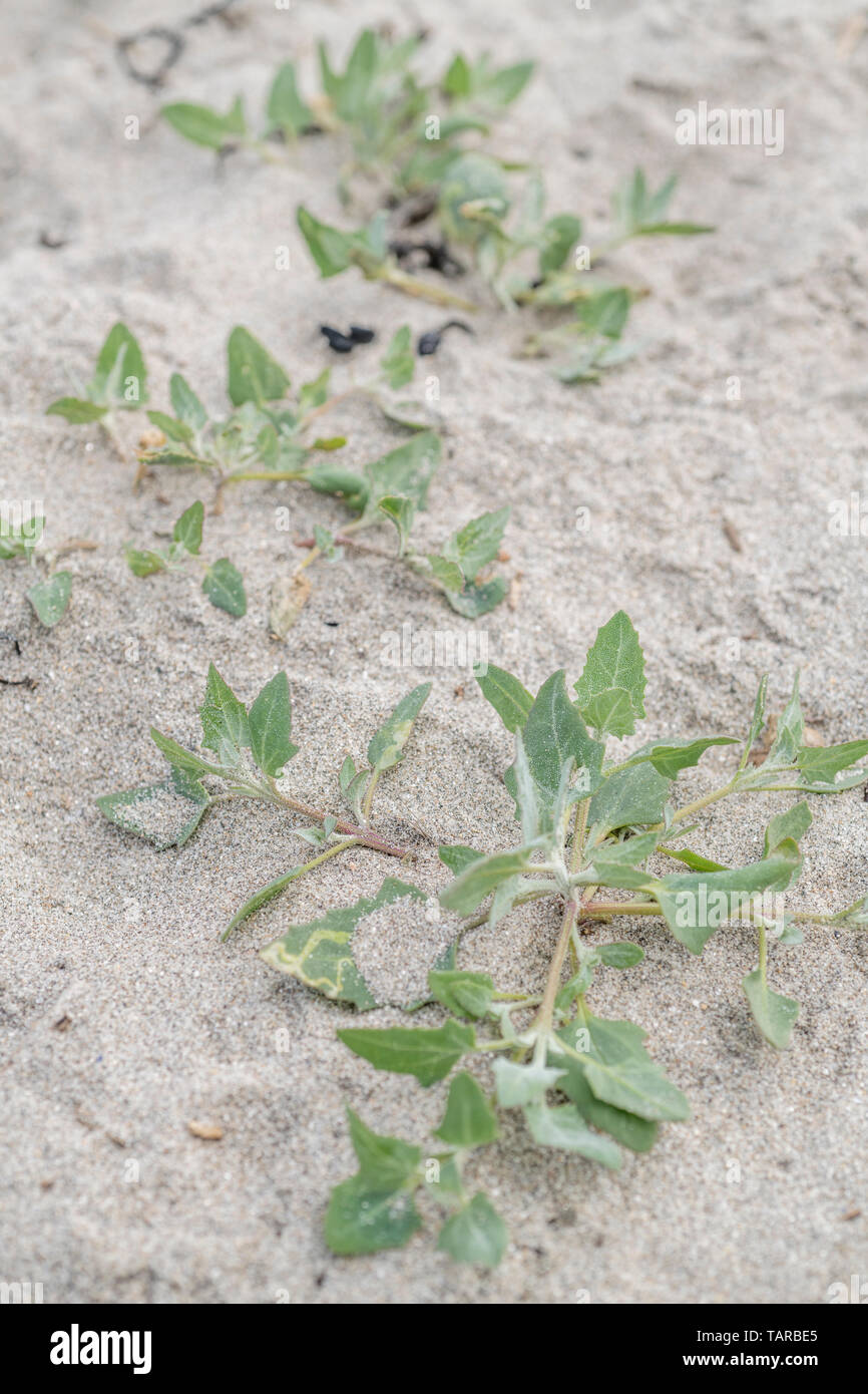 Believed to be the Spear-leaved Orache / Atriplex hastata. Young leaves ...