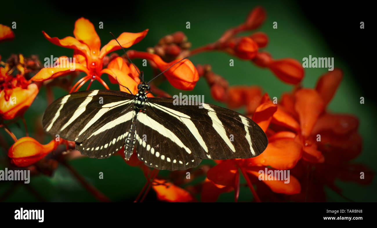 Zebra Longwing Calgary Zoo Alberta Canada Stock Photo - Alamy