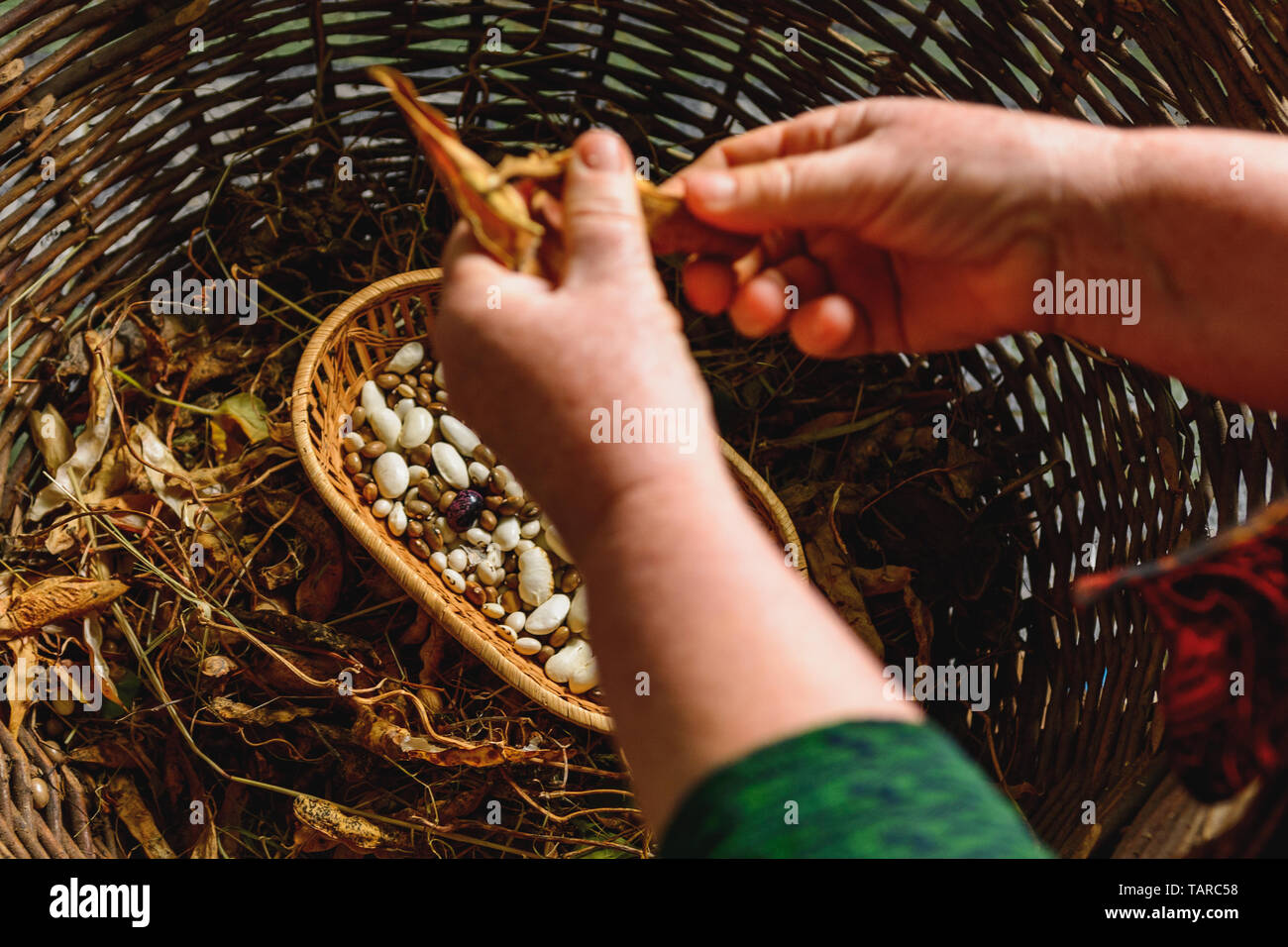 White french beans in hand hi-res stock photography and images - Alamy