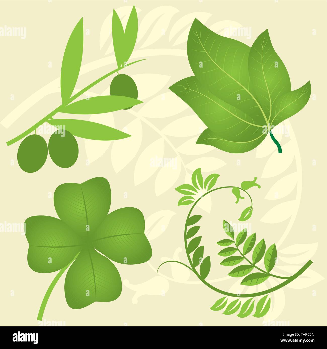 Set of four green branches. Vector illustration. eps10 Stock Vector ...