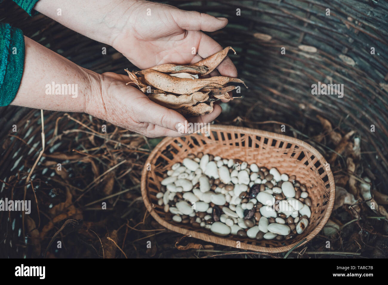 Shelled And Unshelled Beans High Resolution Stock Photography and ...