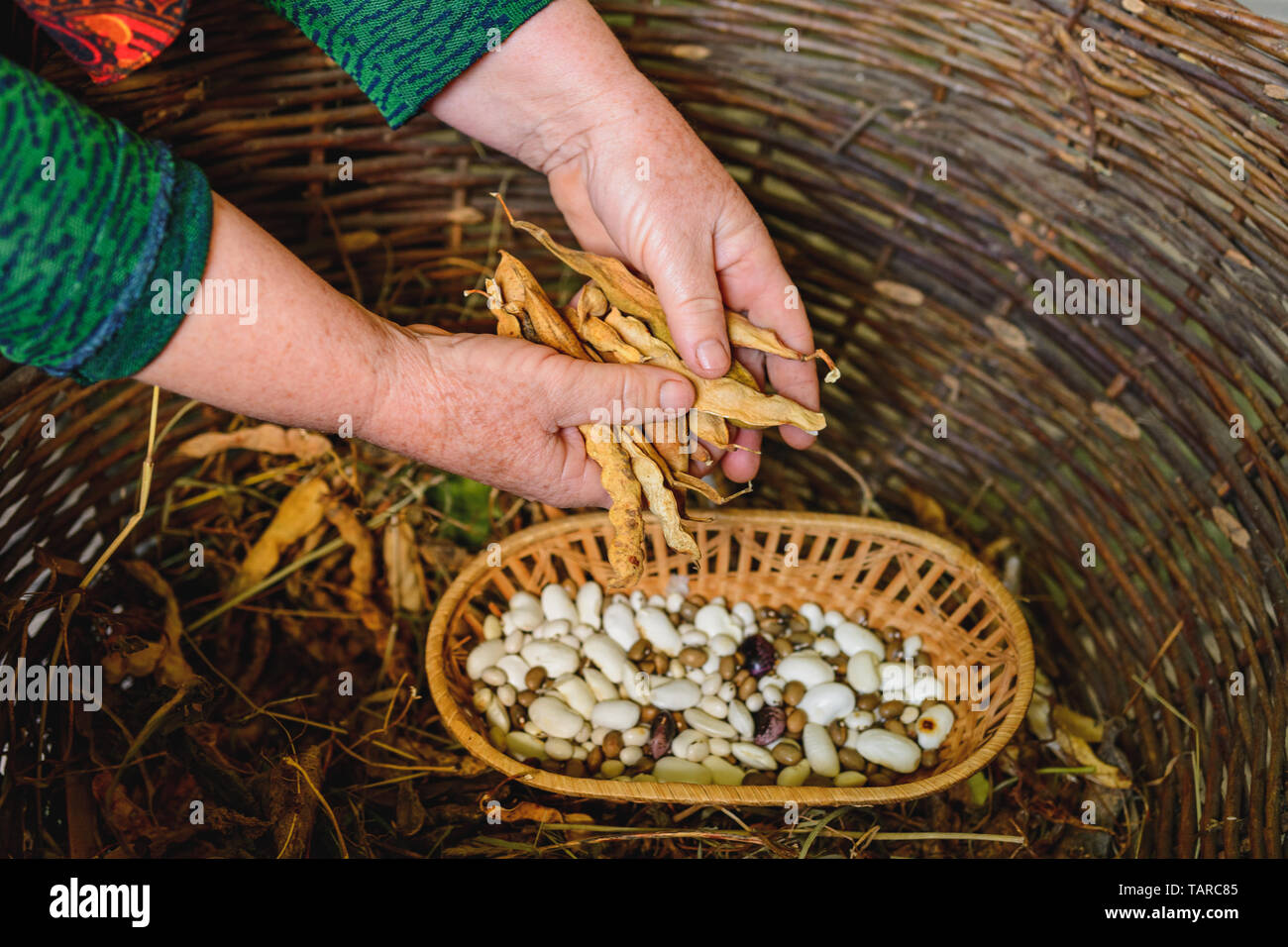 Shelled And Unshelled Beans High Resolution Stock Photography and ...