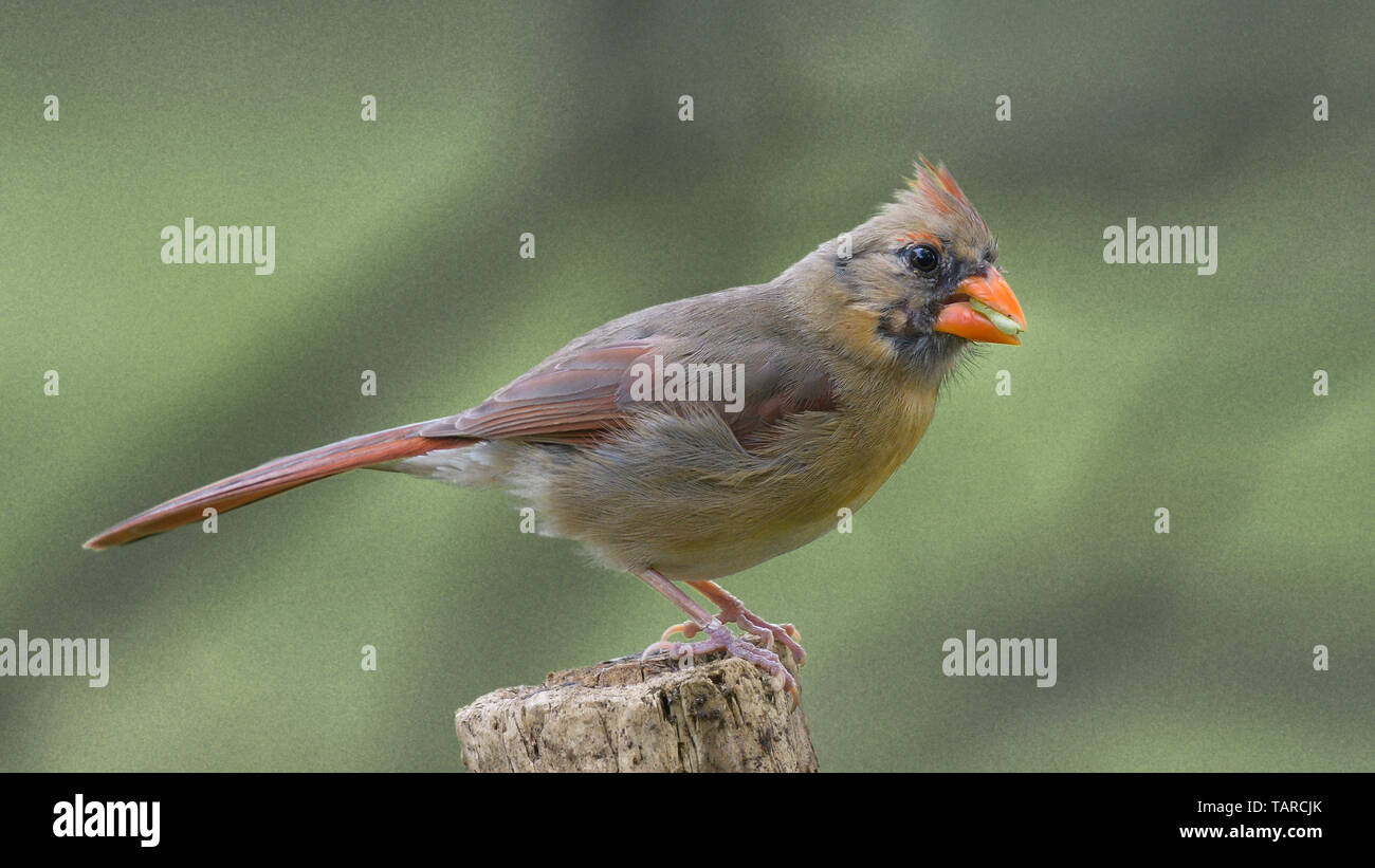 Northern Cardinal - female North American wild songbird perched on top ...