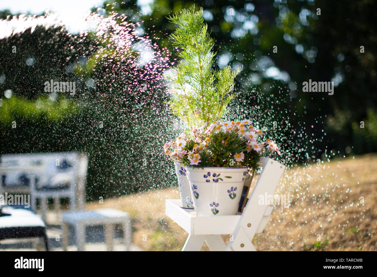 Sun and plants in summer hi-res stock photography and images - Alamy