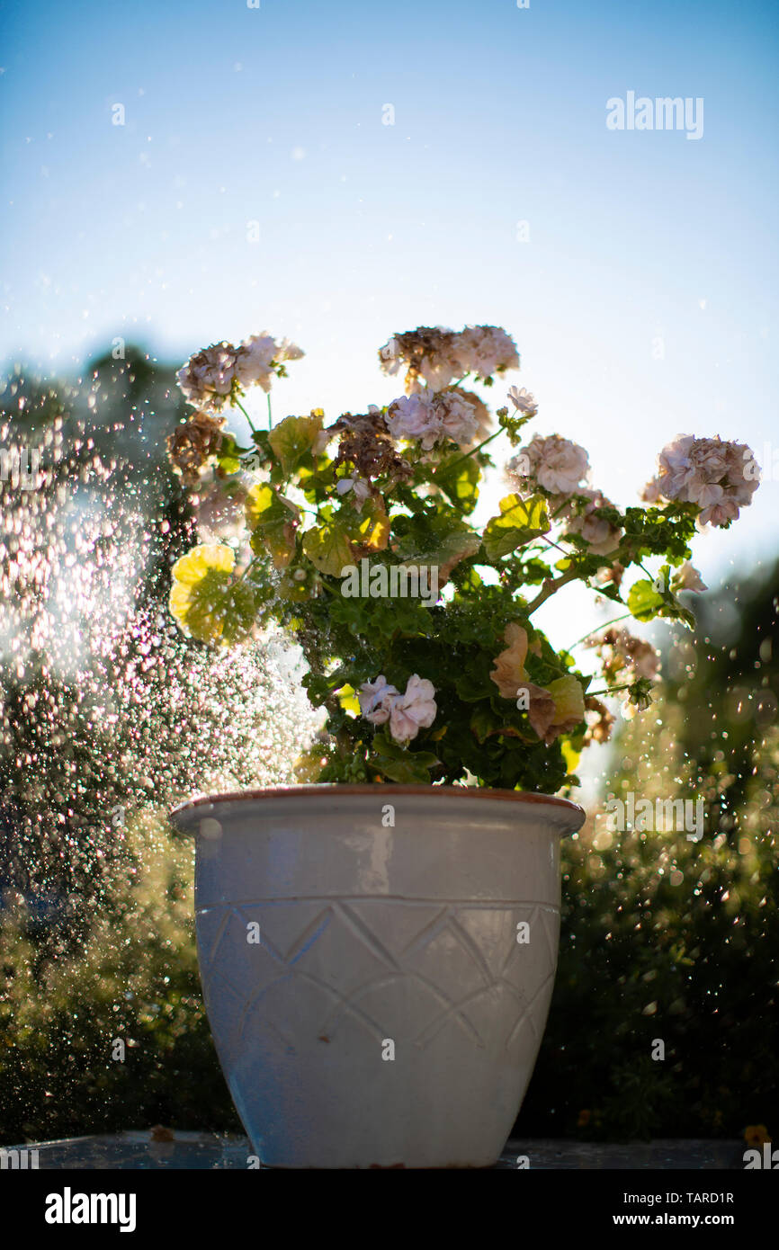 Watering plants hi-res stock photography and images - Alamy