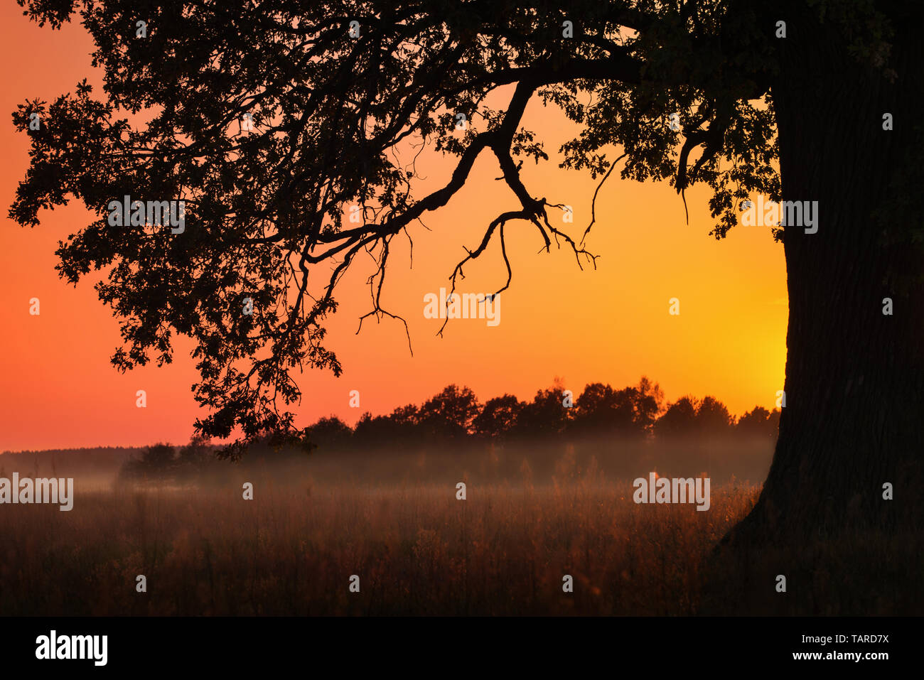 Landscape with beautiful sunset and alone oak silhouette Stock Photo ...