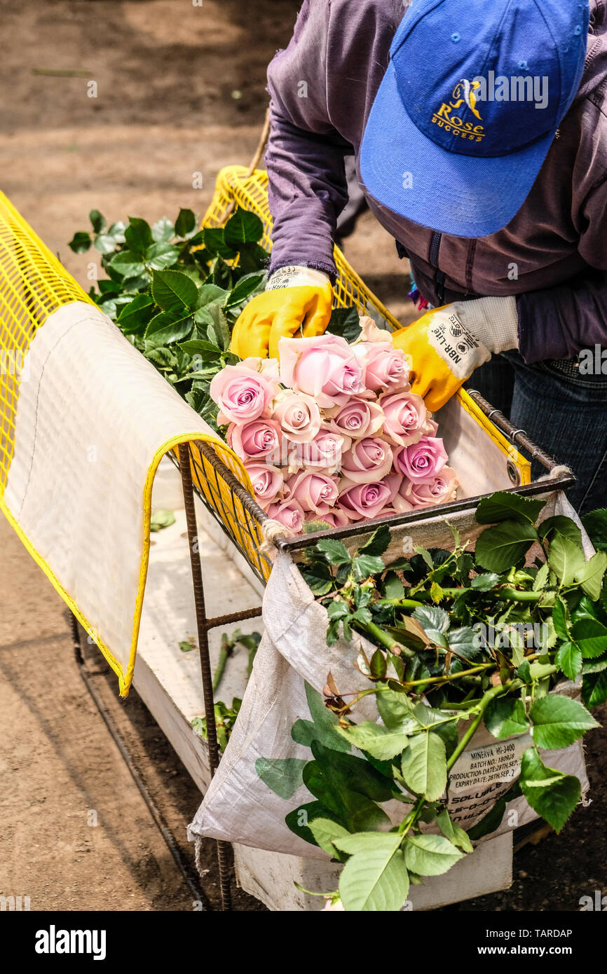Ecuadorian rose hi-res stock photography and images - Alamy