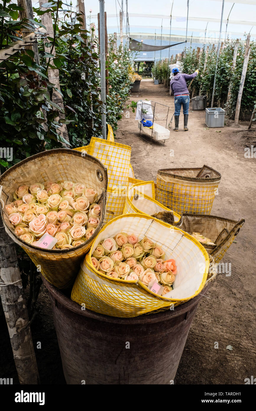 Rose farm worker hi-res stock photography and images - Alamy