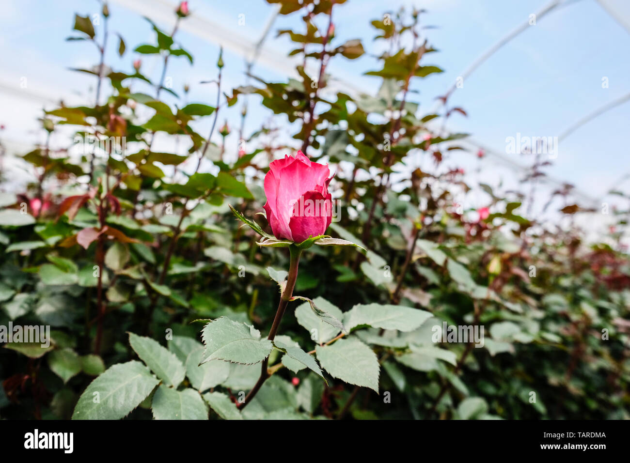 A red rose in a rose greenhouse Stock Photo - Alamy