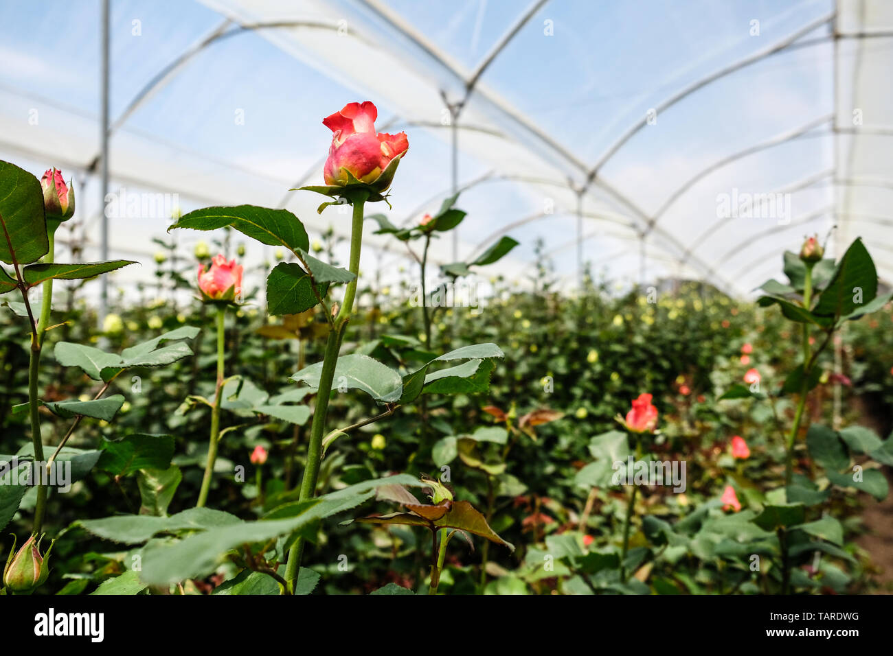 Grower House High Resolution Stock Photography and Images - Alamy