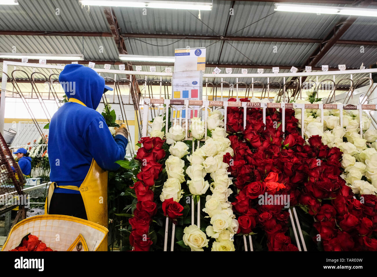 Rose varieties hi-res stock photography and images - Alamy