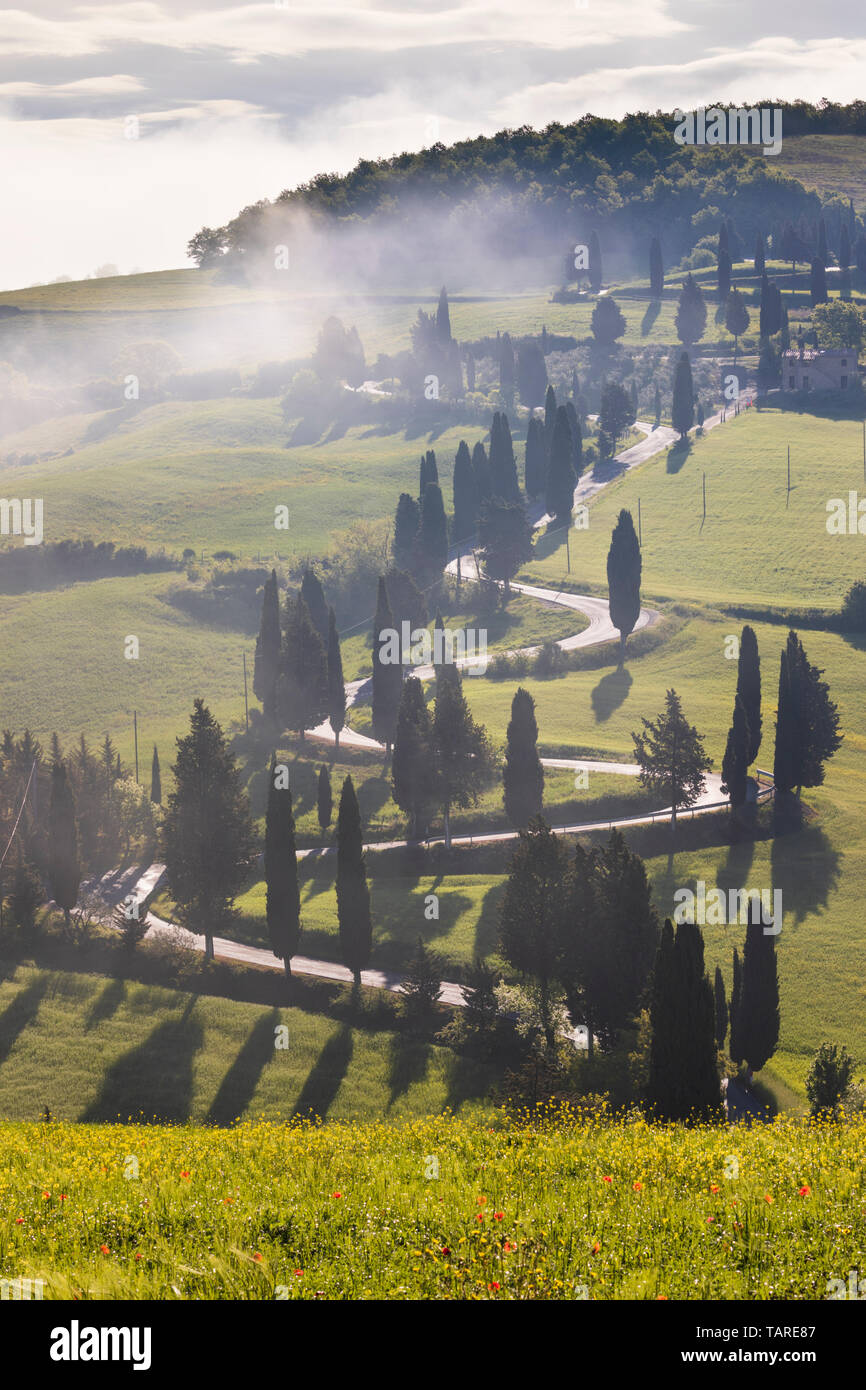 Tuscany cypress tree road hi-res stock photography and images - Alamy