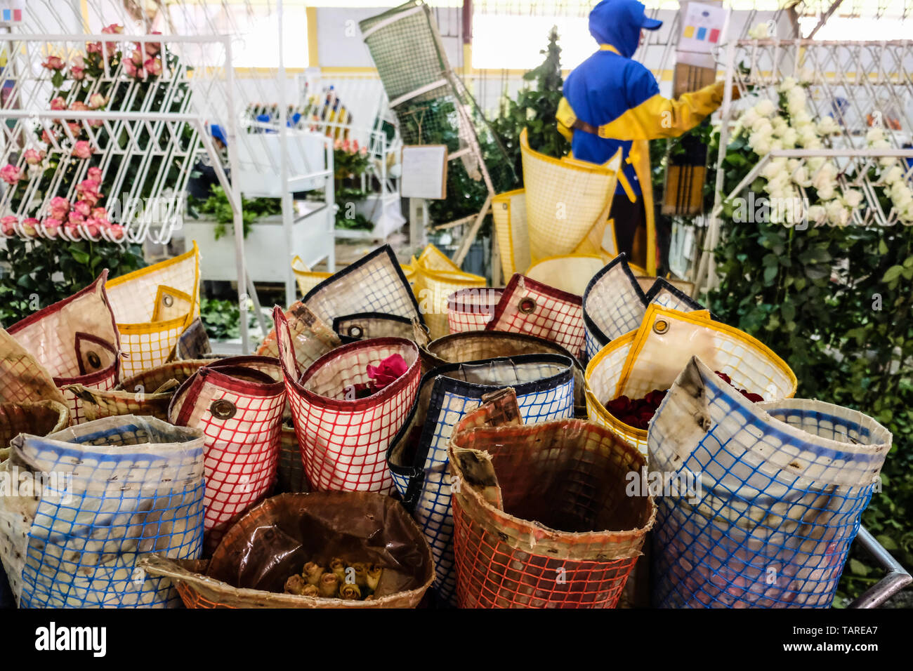 Rose farm worker is sorting roses in rose farm Stock Photo - Alamy