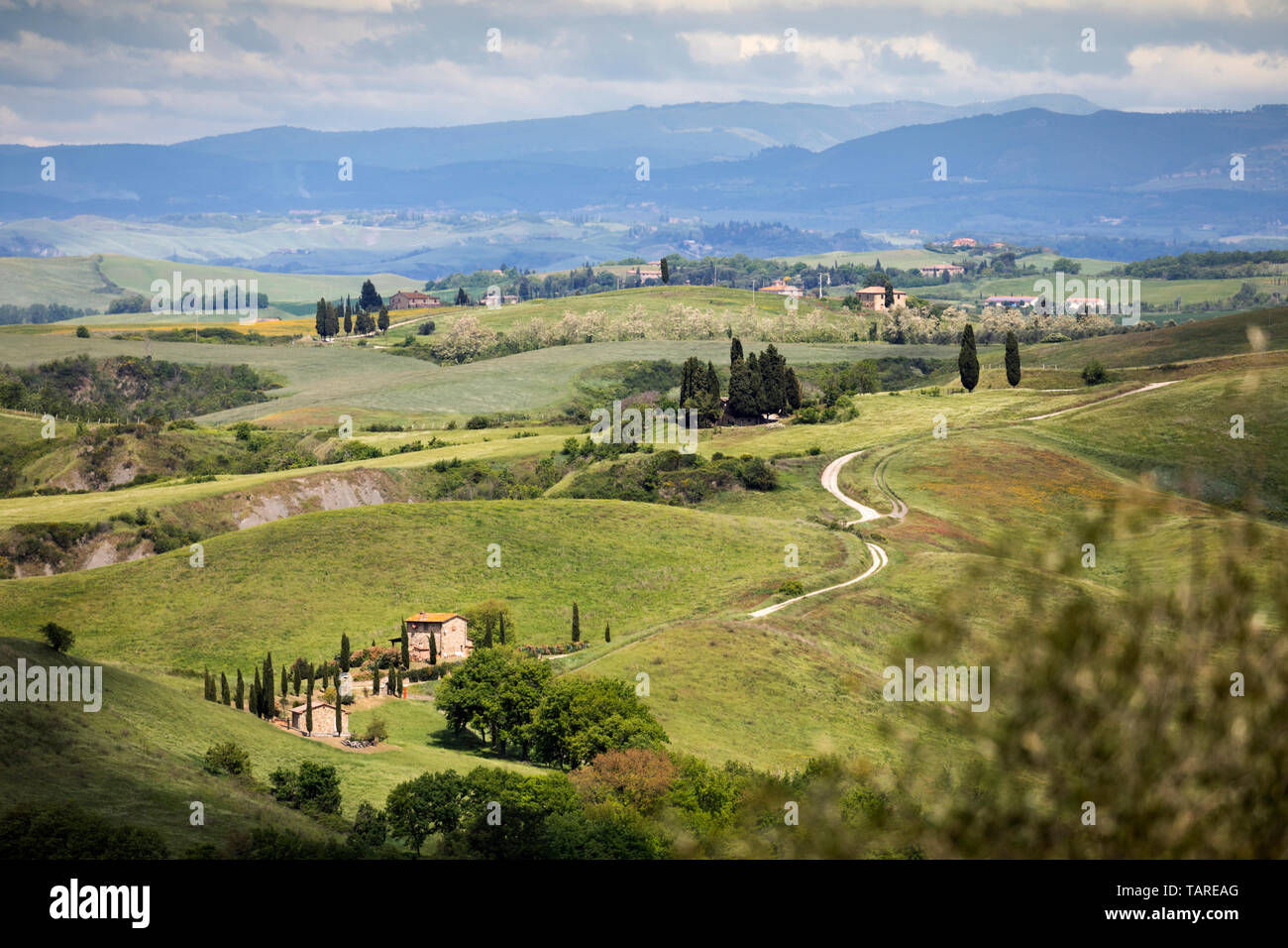 Tuscan countryside cypress trees hi-res stock photography and images ...