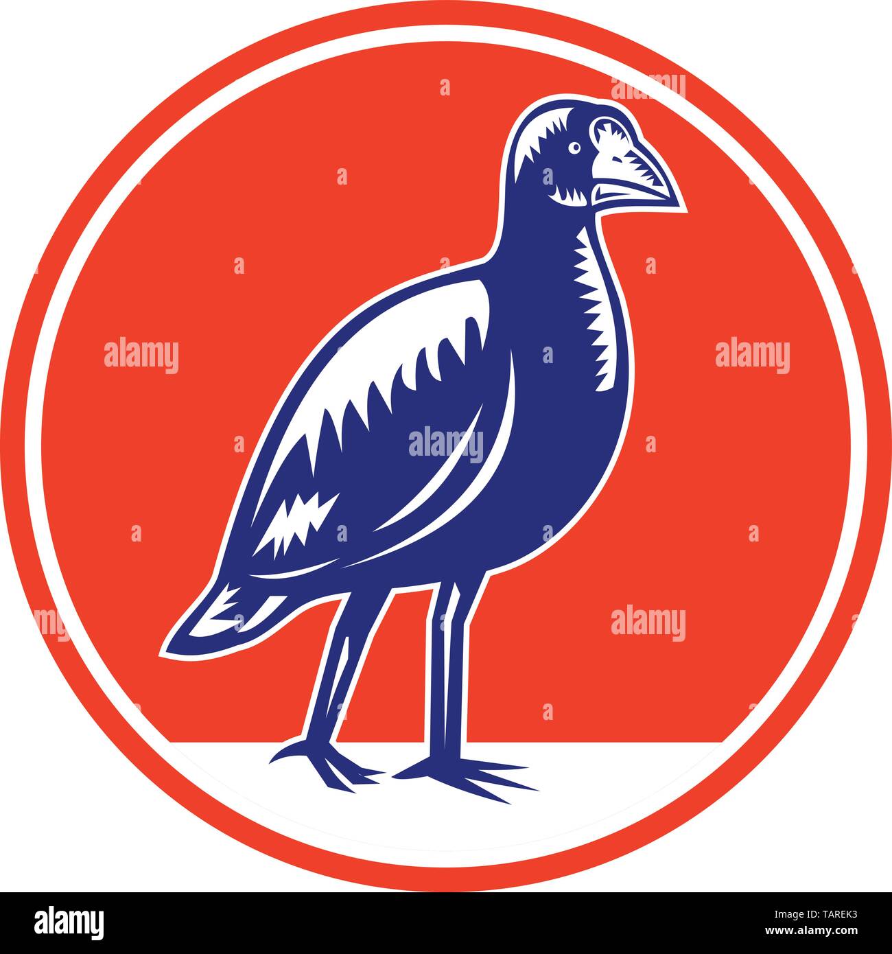 Retro woodcut style illustration of a takahe, the South Island takahe ...
