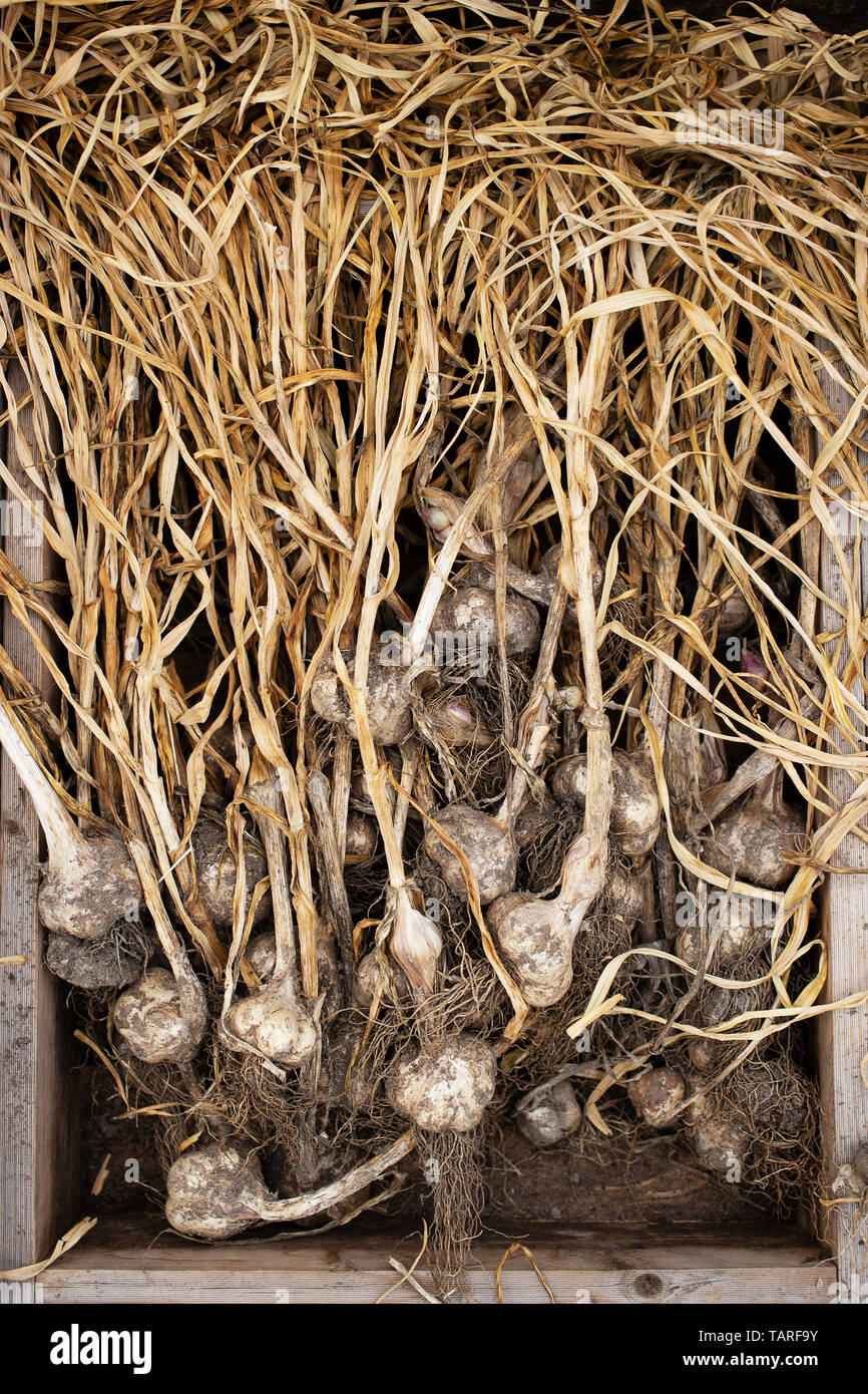 dried organic garlic in wooden box Stock Photo - Alamy