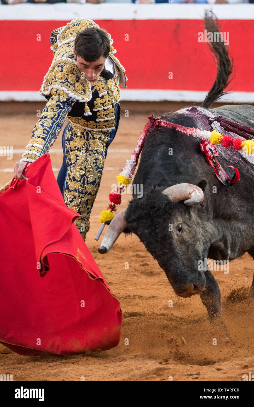 Spanish bullfighter Paco Urena performs with a bull at the Plaza de ...