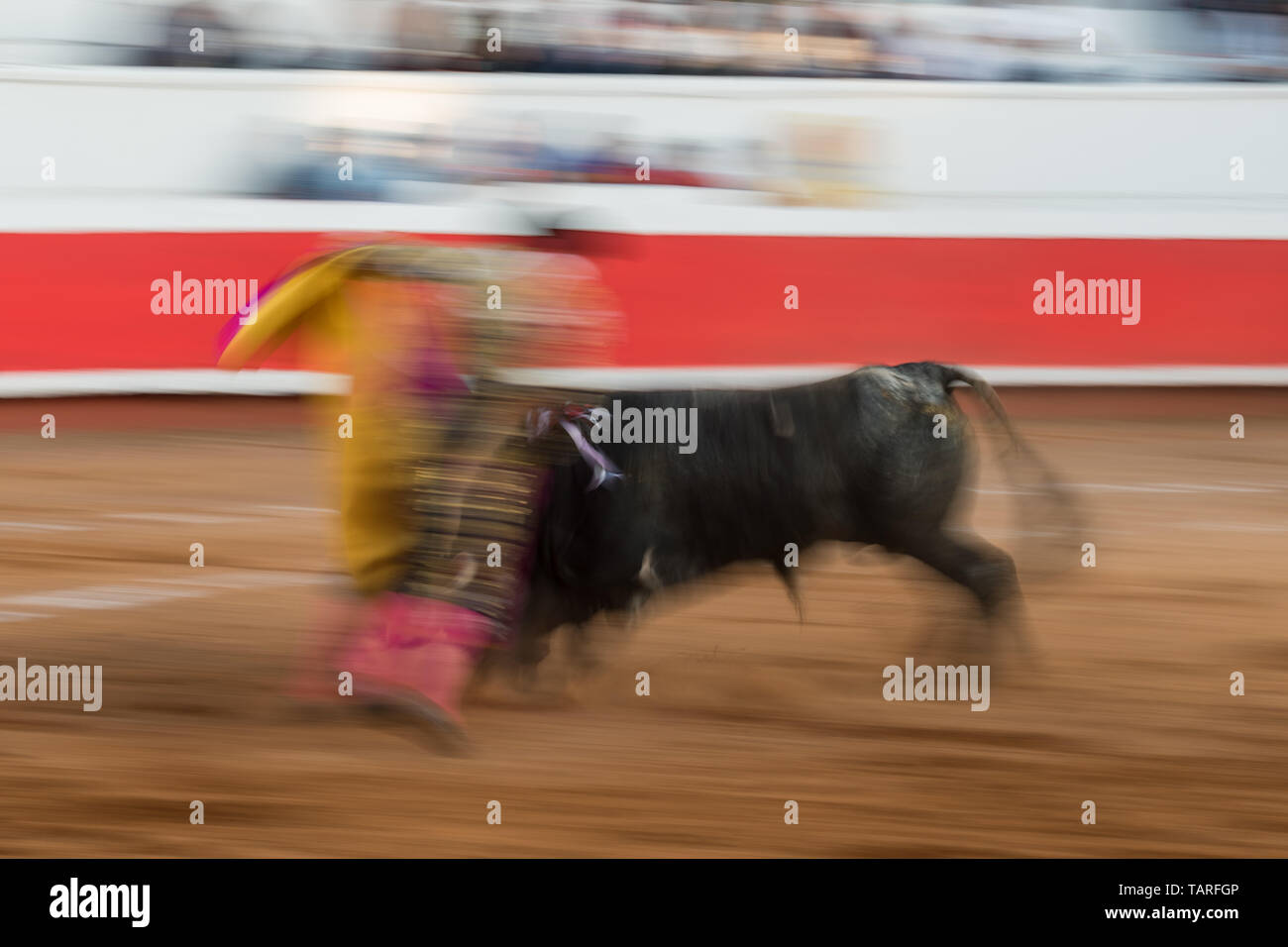 Spanish bullfighter Paco Urena performs with a bull at the Plaza de ...
