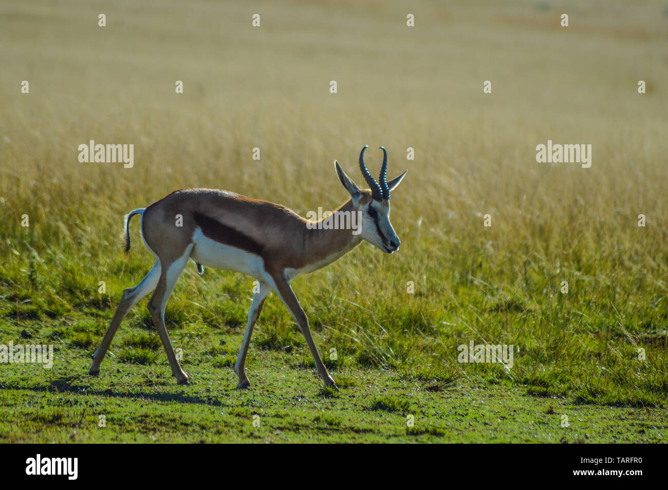 Portrait of an Isolated springbok national animal of South Africa Stock ...