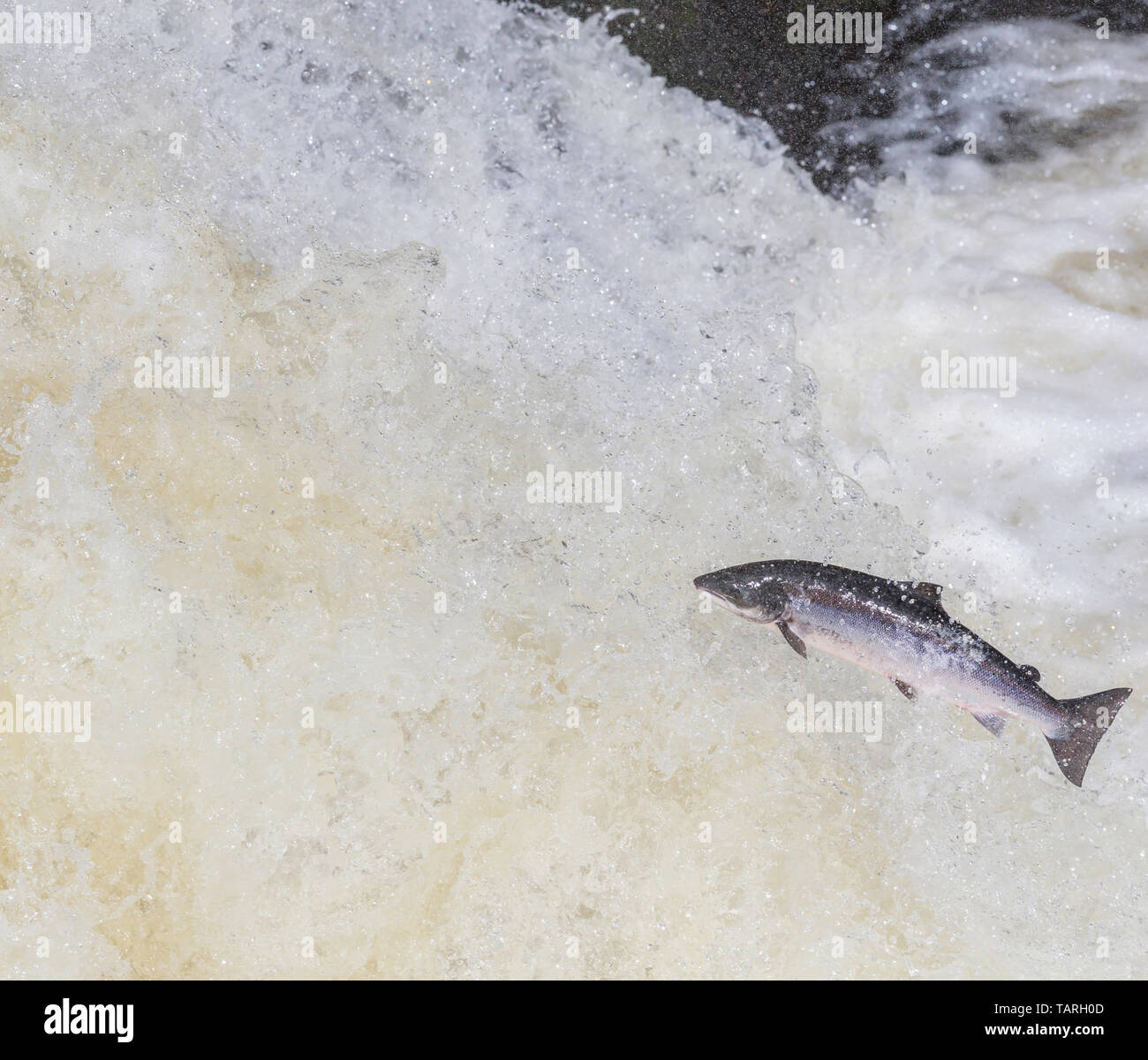 Wild salmon spawning ground hi-res stock photography and images - Alamy