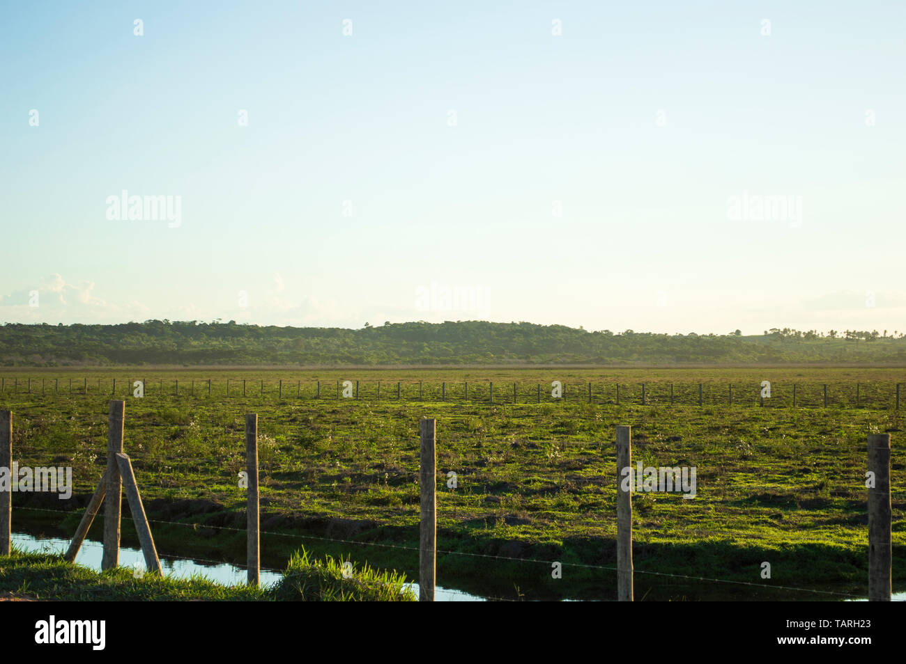 Cows field brazil hi-res stock photography and images - Alamy