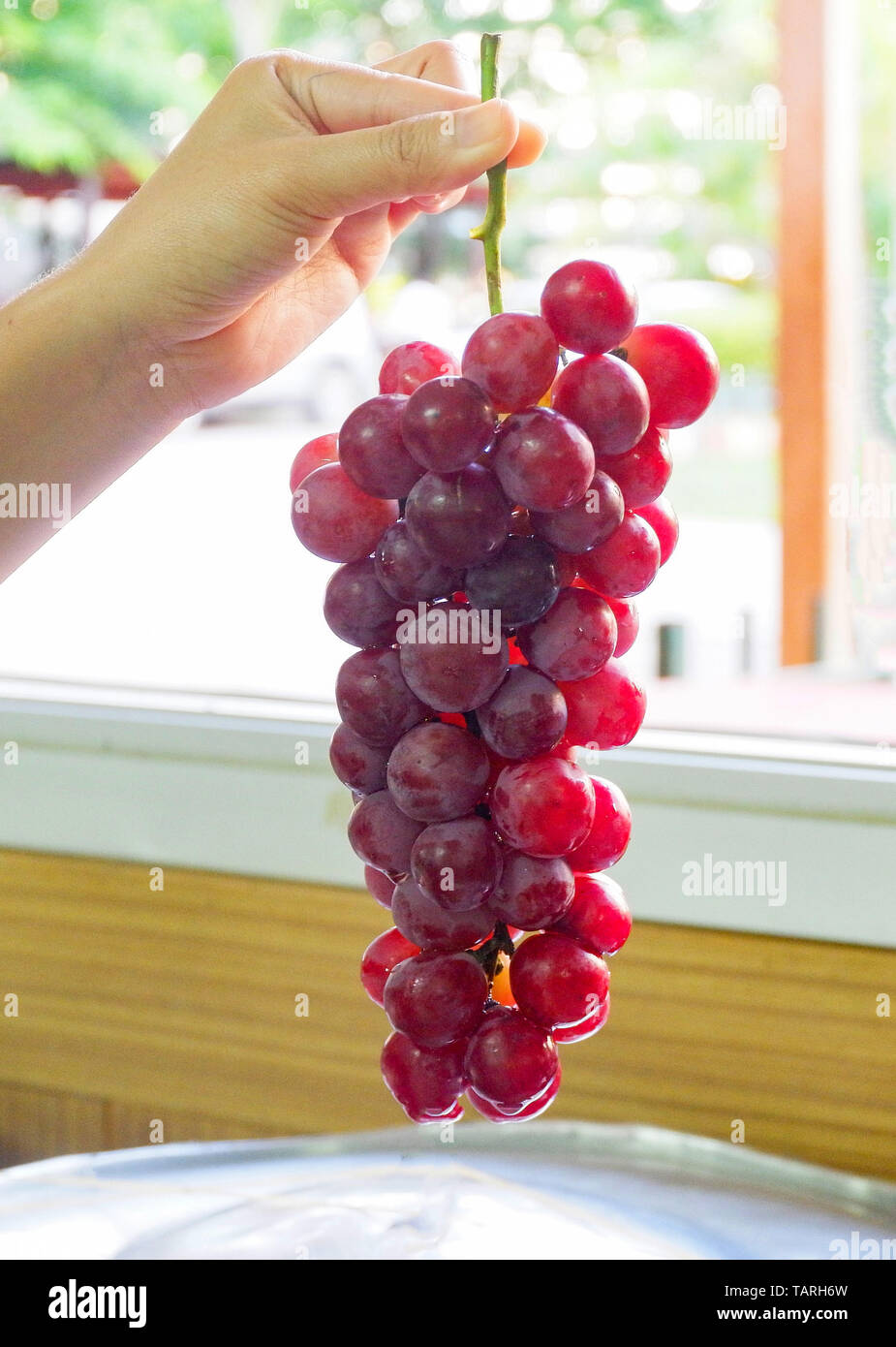 Red grapes fruit hold a show in hand Stock Photo - Alamy