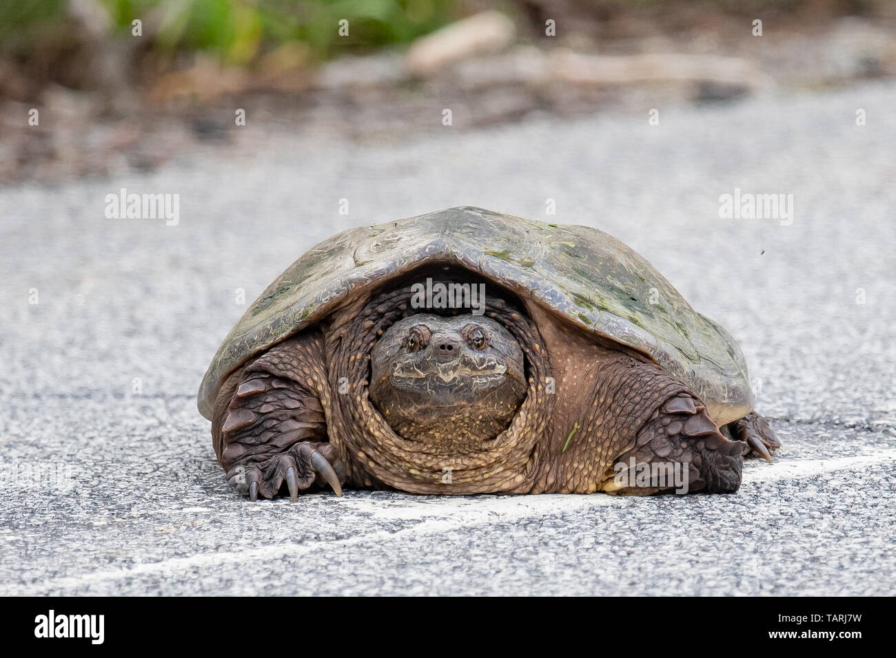 Portrait of a large common snapping turtle, Chelydra serpentina ...