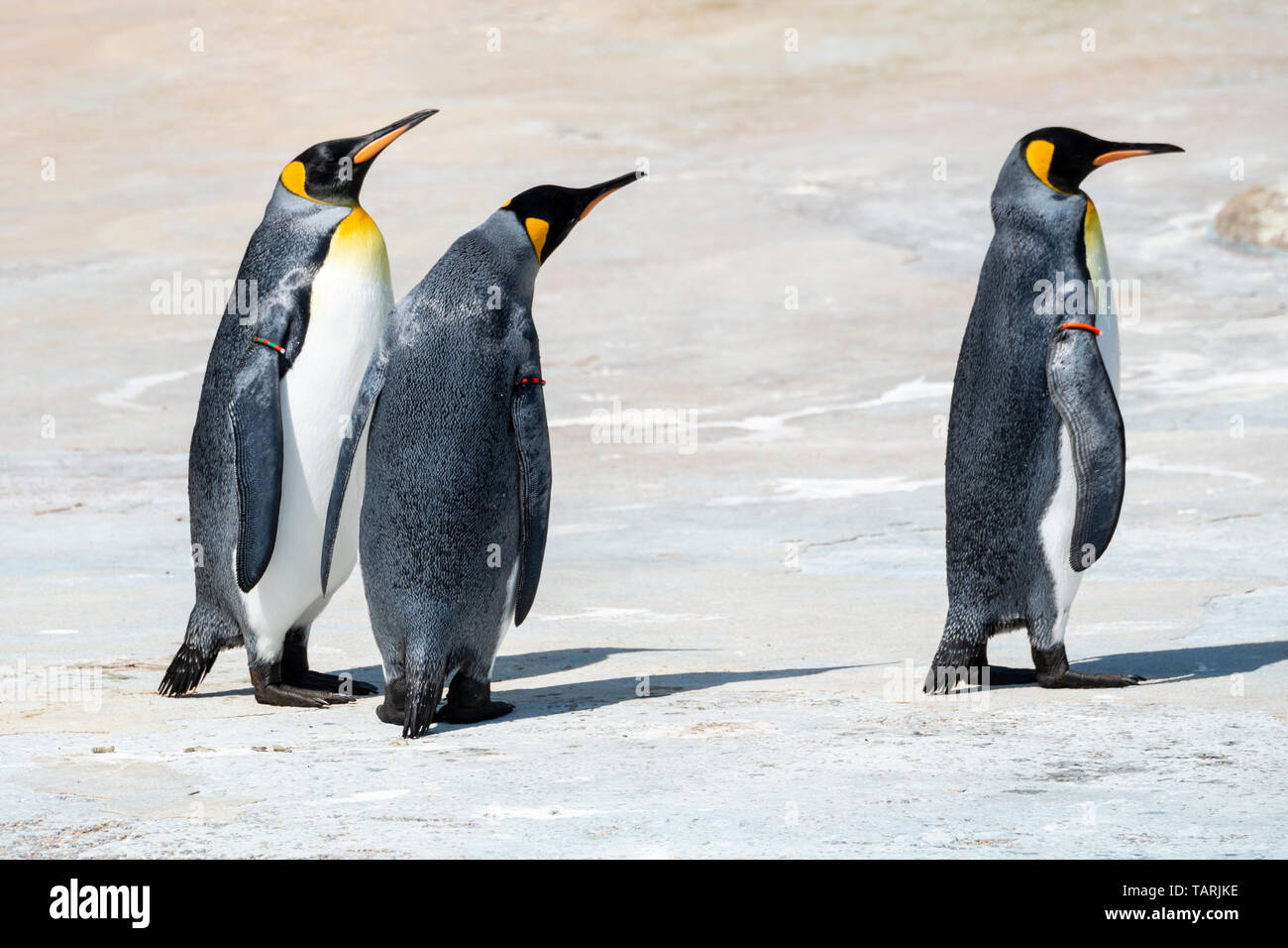 Group of king penguins hi-res stock photography and images - Alamy