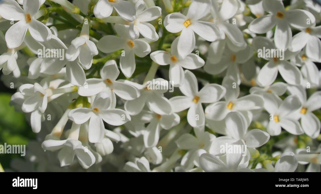 Very little leaf lilac hi-res stock photography and images - Alamy