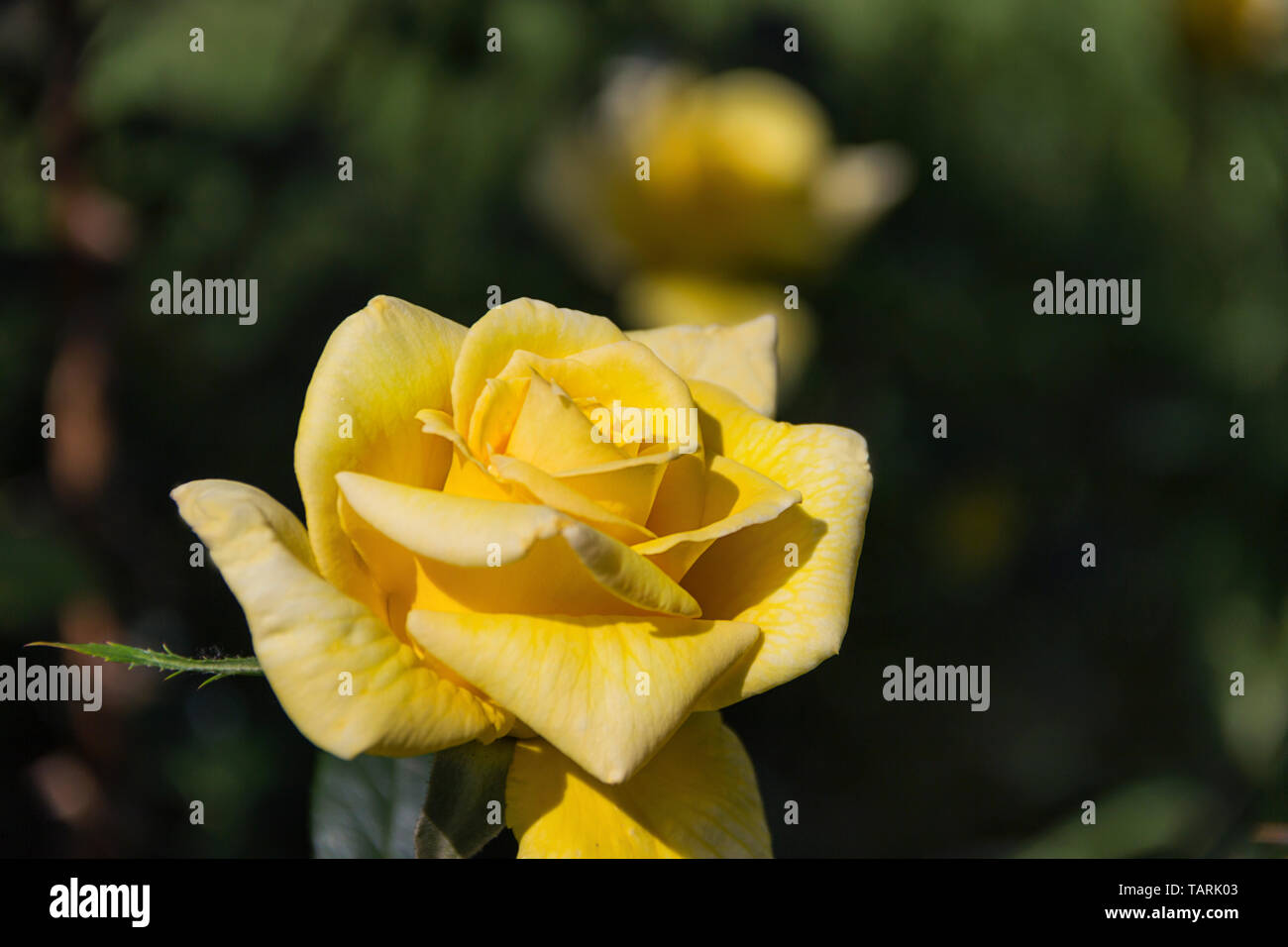 Rose garden flower hi-res stock photography and images - Alamy