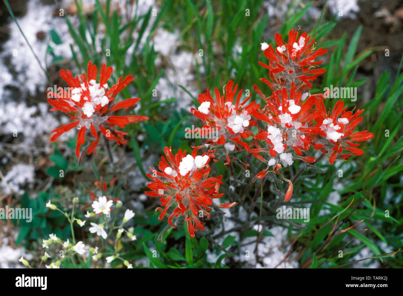 Forbs hi-res stock photography and images - Alamy