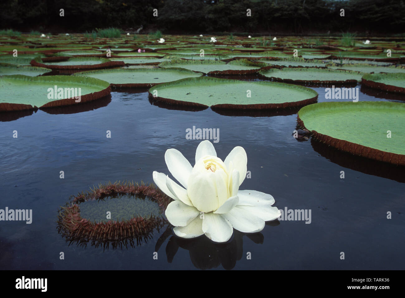 Giant Water Lily Victoria amazonica (Victoria regia) Photographed in ...