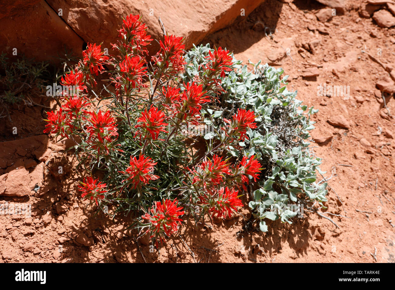 Forbs hi-res stock photography and images - Alamy