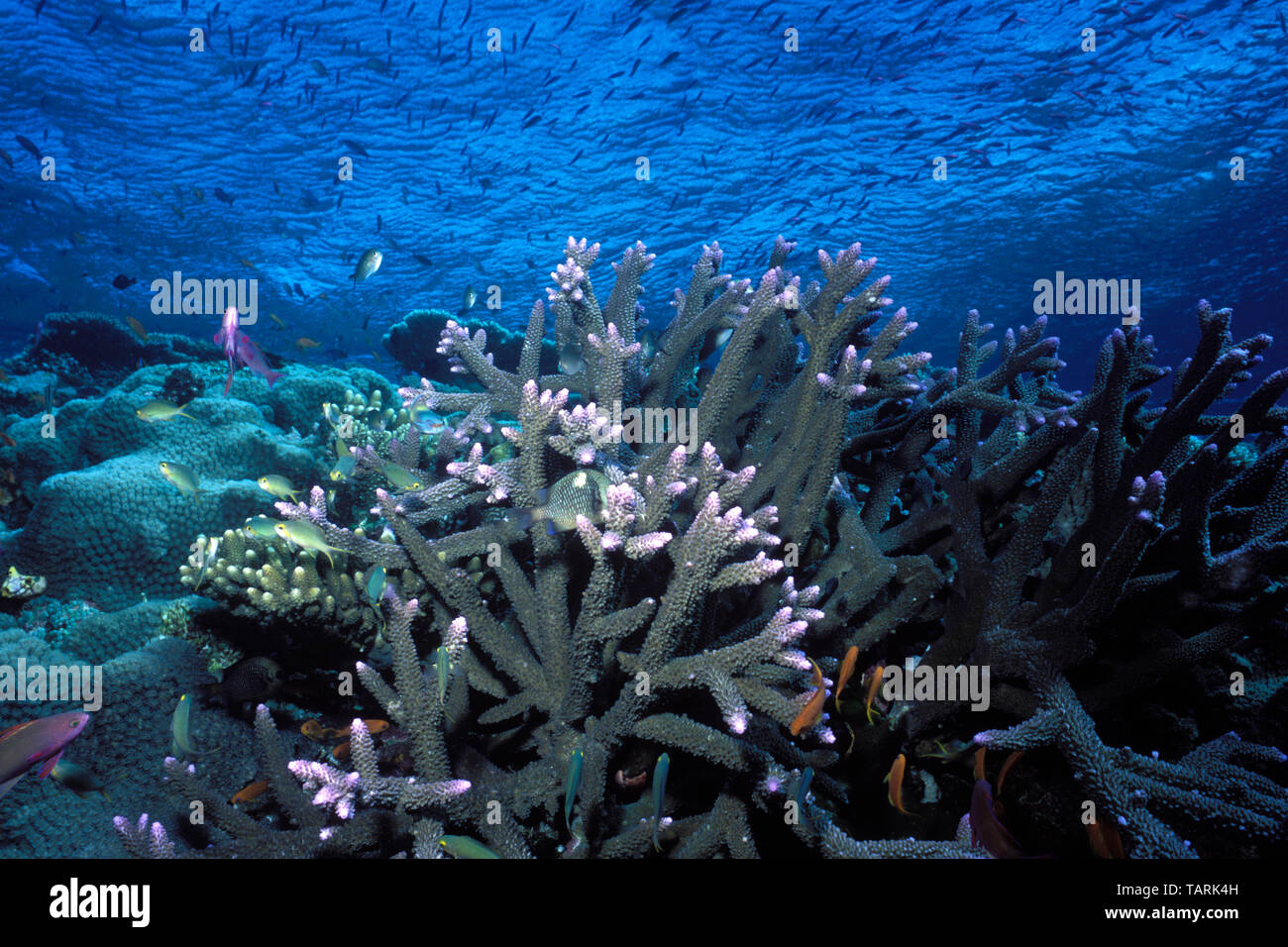 Great barrier reef fish coral hi-res stock photography and images - Alamy