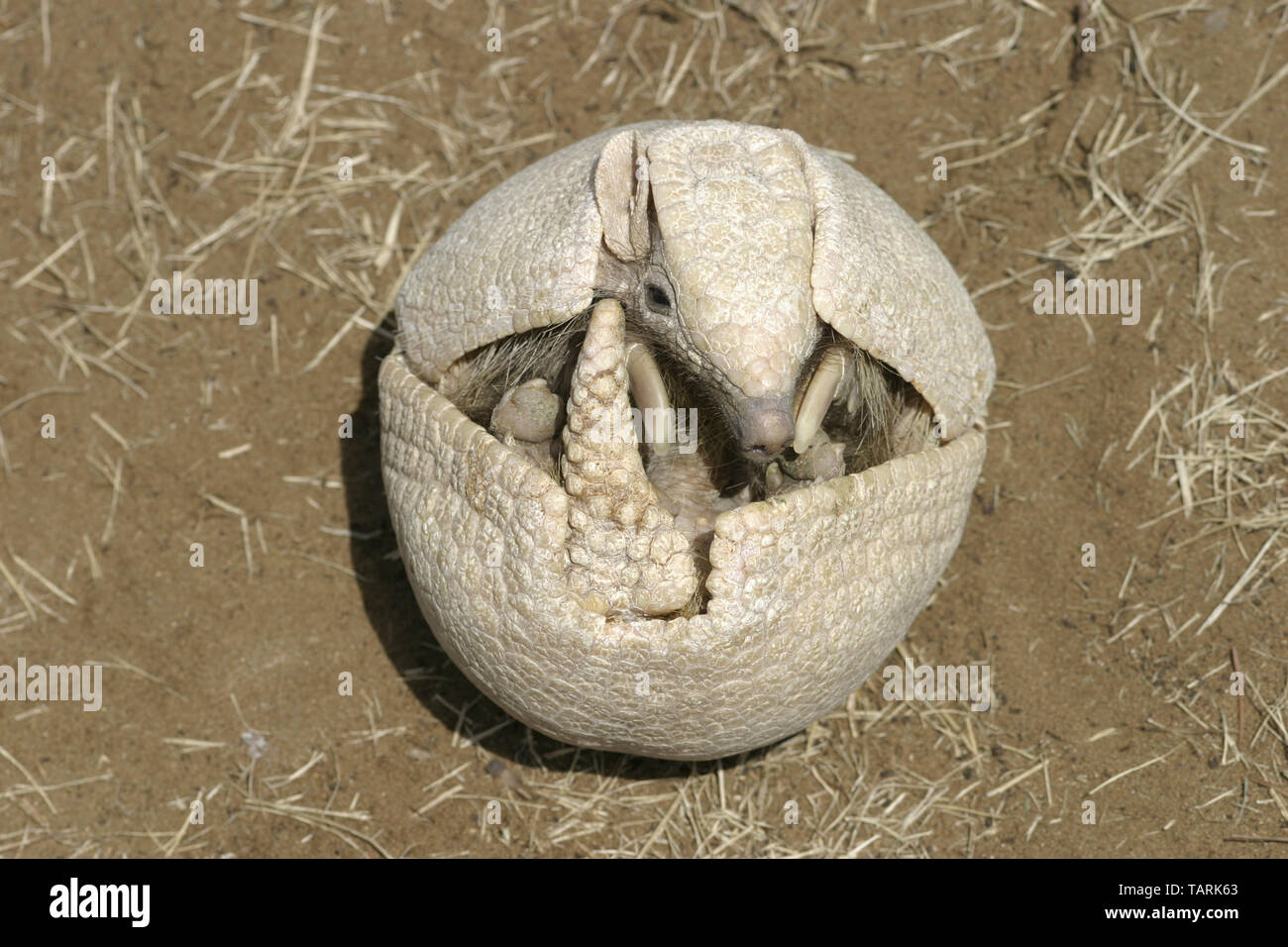 Three-banded Armadillo (Southern) Tolypeutes tricinctus. One of the ...