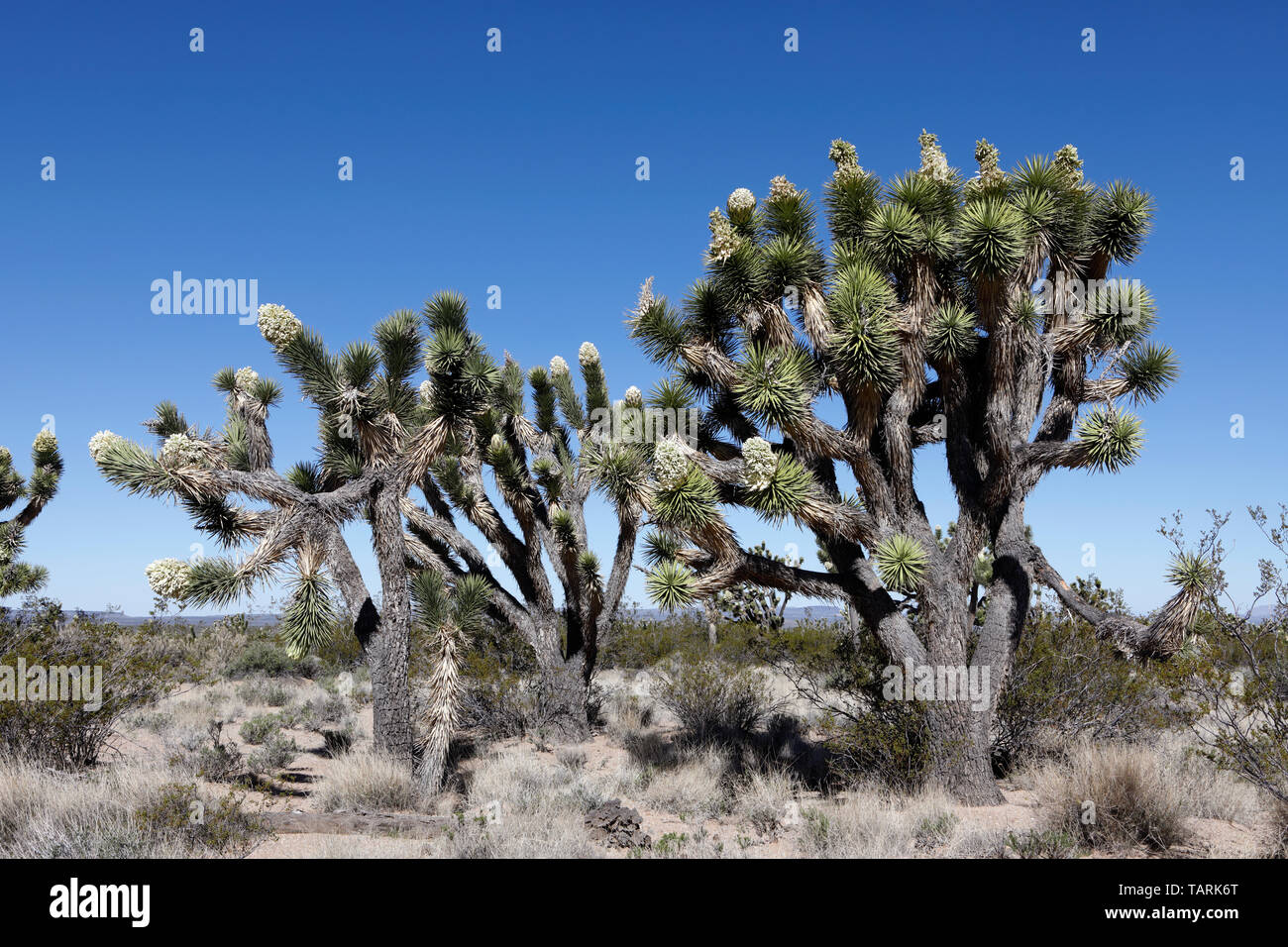 Joshua tree in bloom. Yucca brevifolia Photographed in Mojave National ...