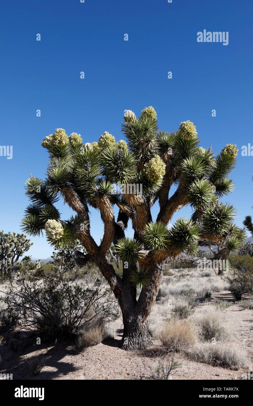 Joshua tree in bloom. Yucca brevifolia Photographed in Mojave National ...