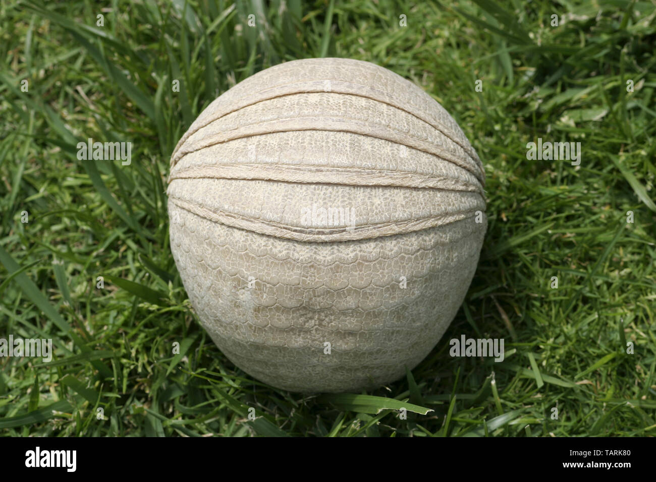 Three-banded Armadillo (Southern) Tolypeutes tricinctus. One of the ...