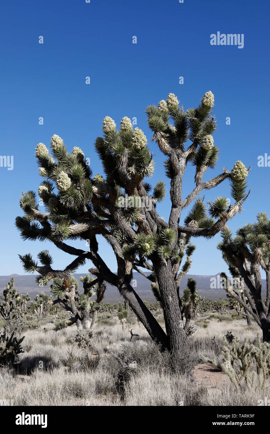 Joshua tree in bloom. Yucca brevifolia Photographed in Mojave National ...