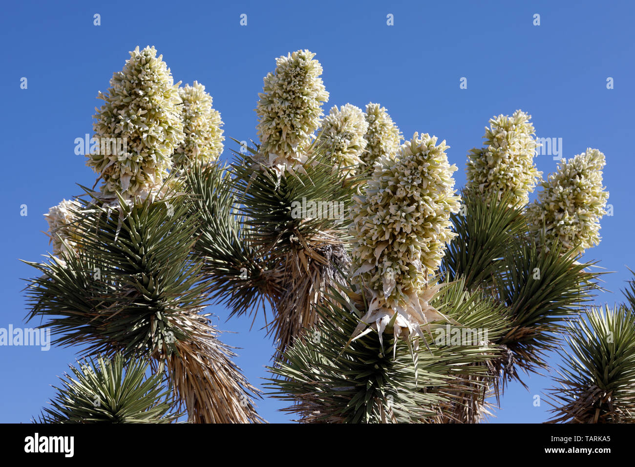 Joshua tree in bloom. Yucca brevifolia Photographed in Mojave National ...