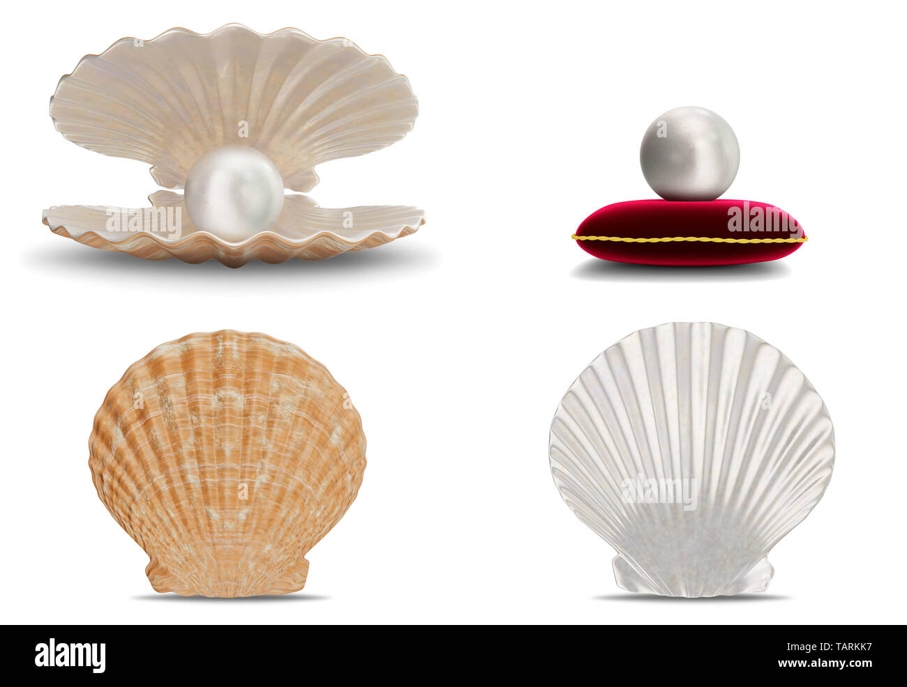 Clam shellfish on coral hi-res stock photography and images - Alamy