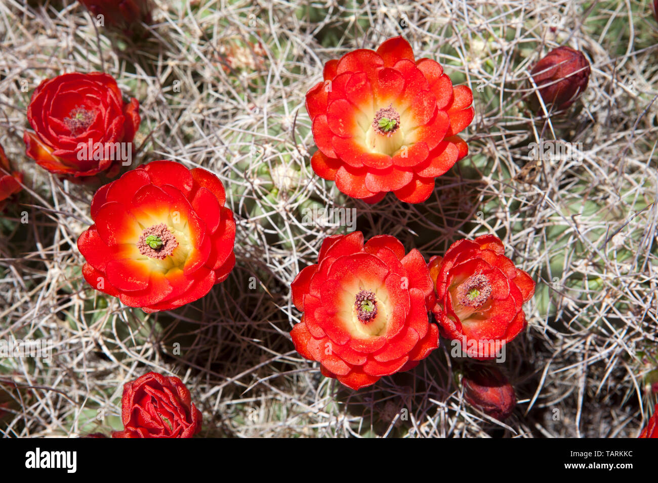 Claret cup cactus, Echinocereus triglochidiatus Photographed in the ...