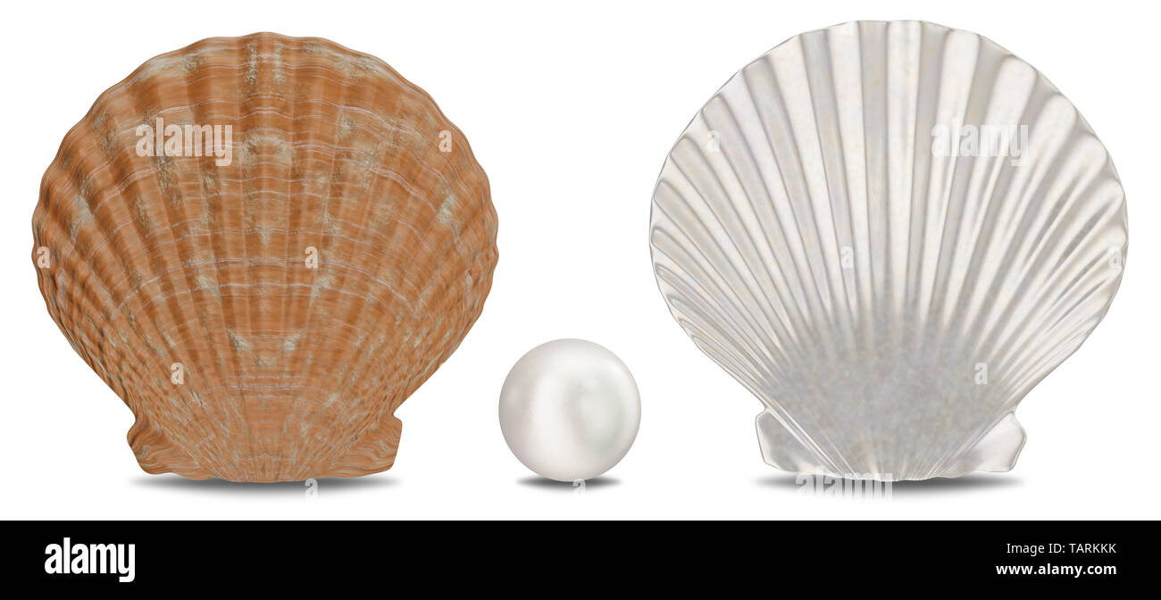 Set of pearls, sea shell, inner and outer side isolated on white ...