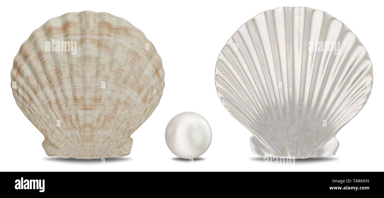 Set of pearls, sea shell, inner and outer side isolated on white ...