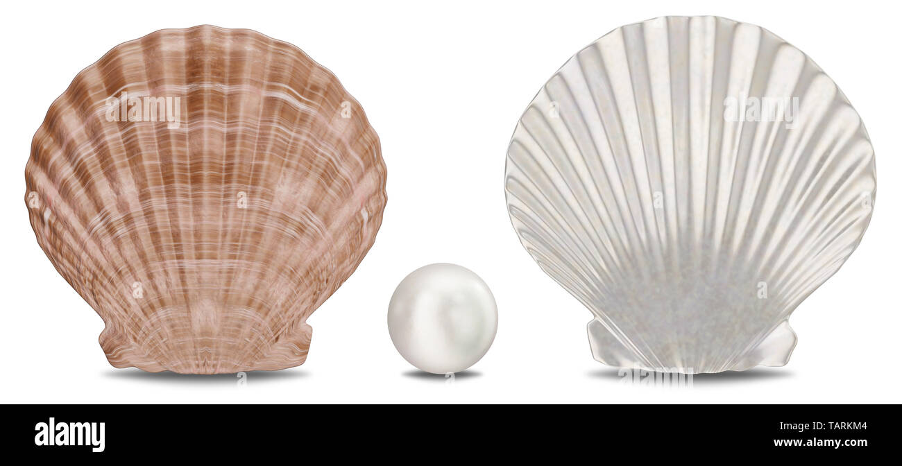 Set of pearls, sea shell, inner and outer side isolated on white ...
