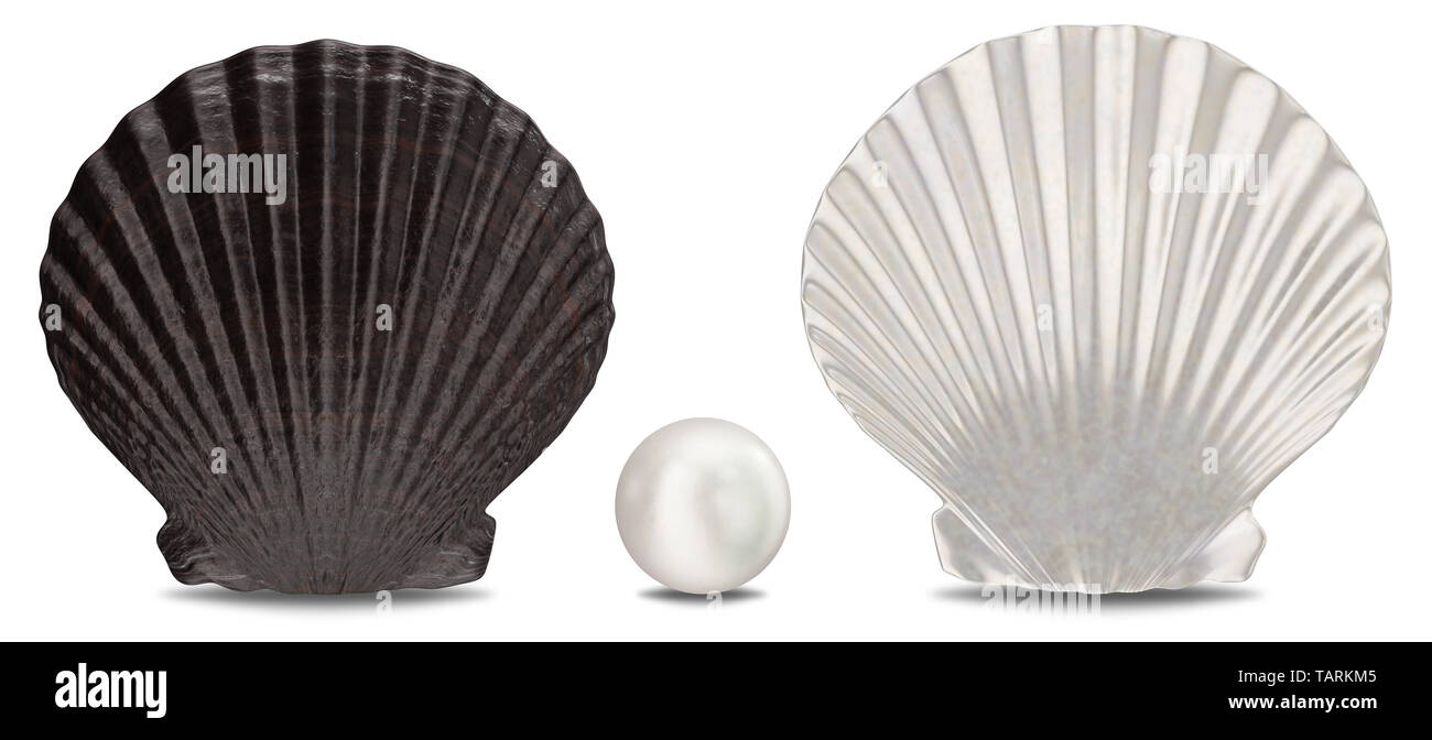 Set of pearls, sea shell, inner and outer side isolated on white ...