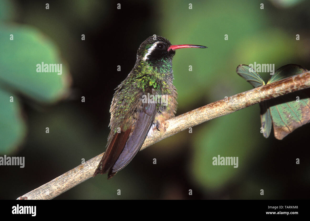 Xanthus's Hummingbird Hylocharis xantusii Endemic to southern Baja ...